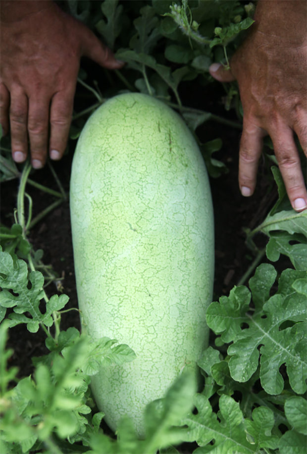 Heirloom Hunters: Louisiana's Calhoun Watermelons - Southern Grit ...